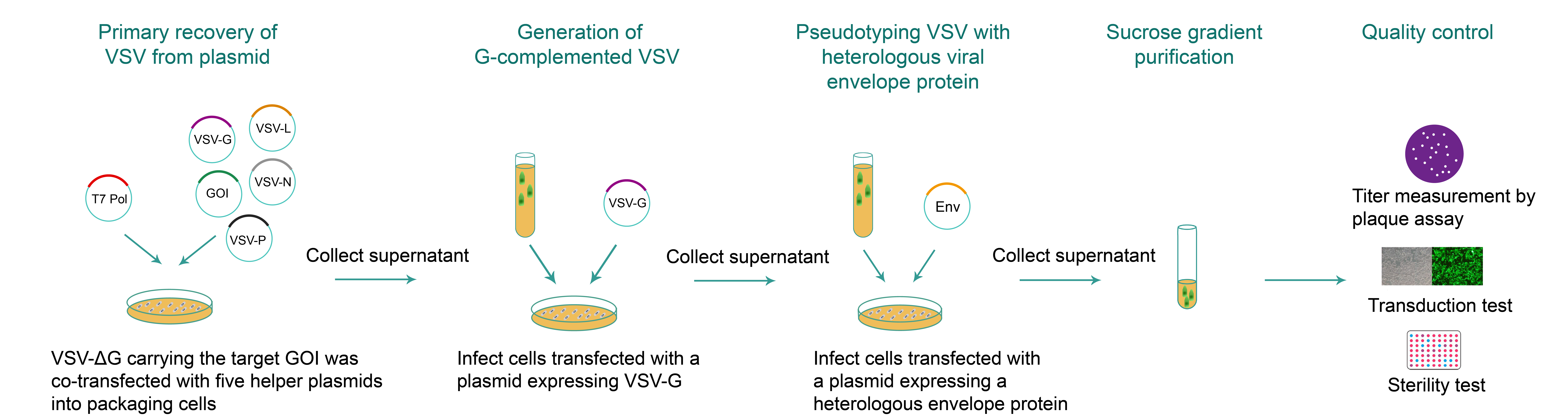Vectorbuilder Revolutionizing Gene Delivery